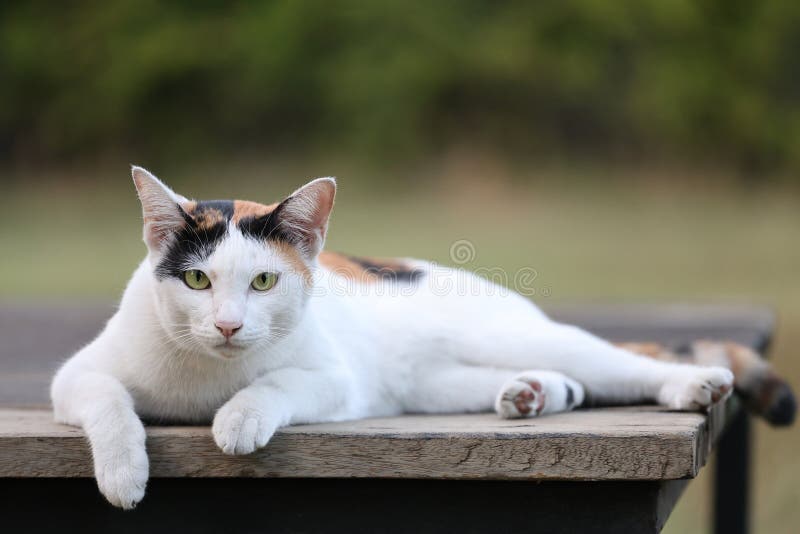 Close Up Cat is Sit Down and Cute in Garden Stock Image - Image of ...