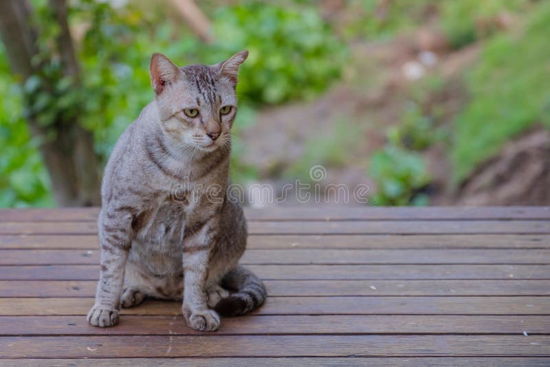 Cat on plank stock photo. Image of likable, lonely, pedigree - 157397560