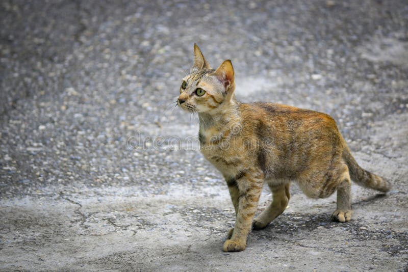 Close-up of a Cat Staring with Attitude, Preparing To Jump Stock Image ...
