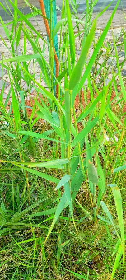 A Close Up of Cat-tail Grass or Typha Latifolia (Latin) Stock Photo ...