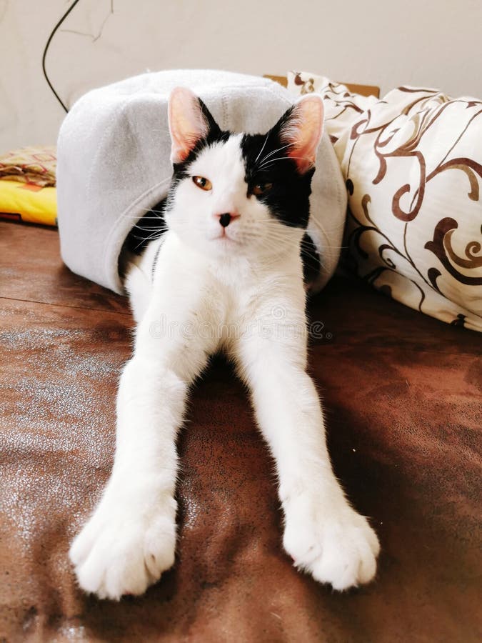 Close Up of a Cat with Turtle Shell Stock Image - Image of turtle, shel ...