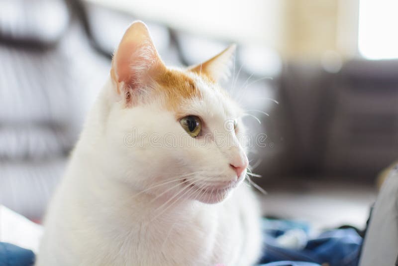 Close Up of a Cat White and Yellow Looking Left Side. Stock Photo ...