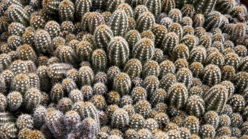 Catcus Culture Stock Photos - Free & Royalty-Free Stock Photos from ...