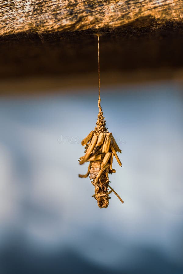 A Close-up of a Caterpillar Chrysalis (cocoon) Hanging from a Piece of ...