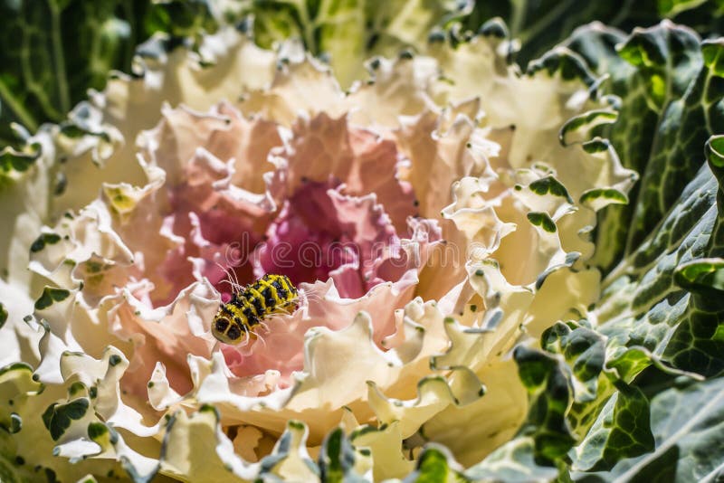 Close Up Caterpillar Crawling on Fresh Vegetable Stock Image - Image of ...