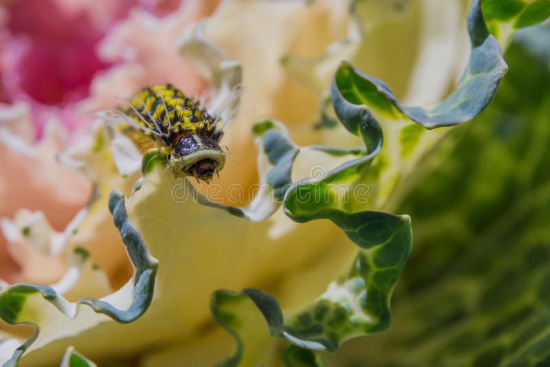 Close Up Caterpillar Crawling on Fresh Vegetable Stock Photo - Image of ...