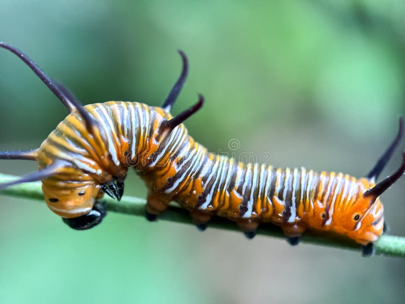 Close Up of Caterpillar (Euploea Core) Stock Photo - Image of insect ...