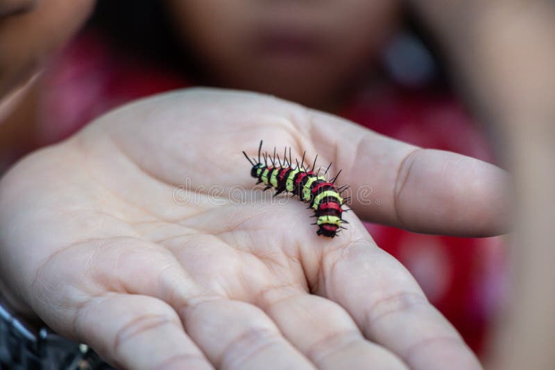 Close Up Caterpillar on Hand. Stock Photo - Image of freshness, leaves ...
