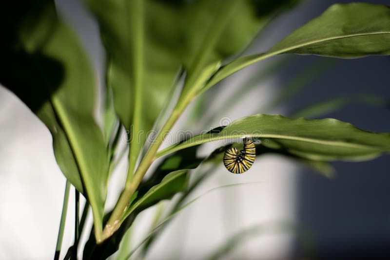 A Closeup Shot of a Caterpillar Forming Cocoon Stock Image - Image of ...