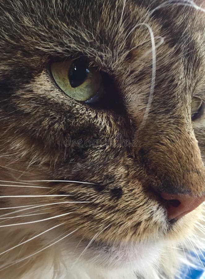 Close up of cats face stock photo. Image of feline, close - 151729560