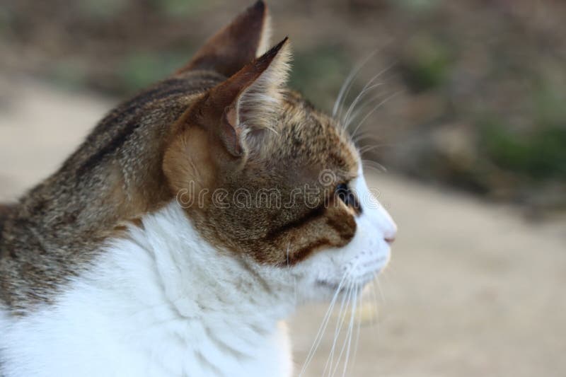 Close Up of Cats Head and Face Stock Image - Image of face, head: 362524521