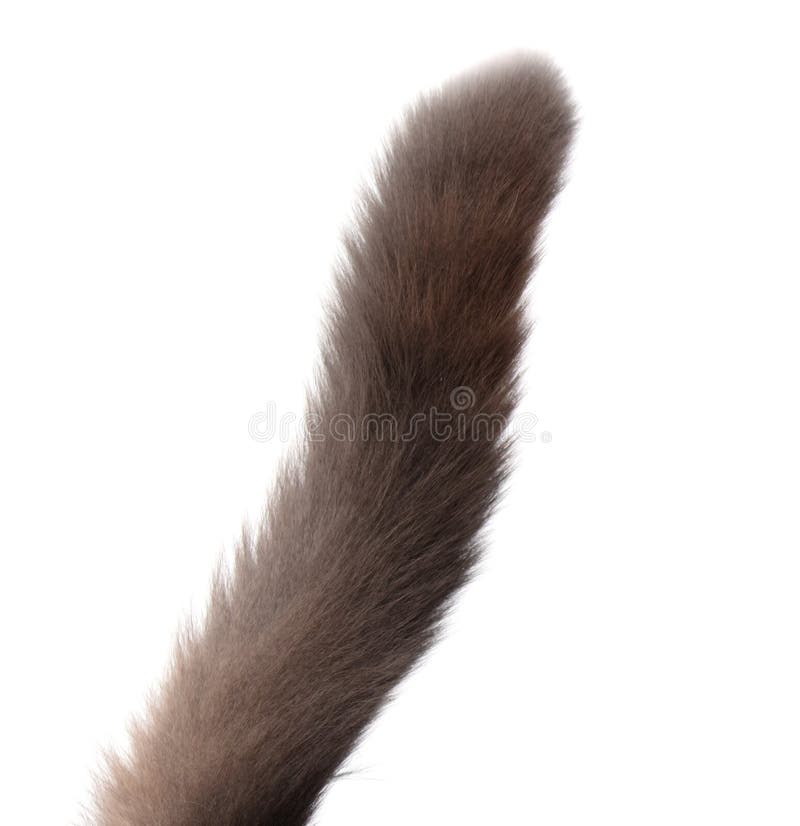 Close Up of a Cats Tail on White Background with Clipping Path Stock ...