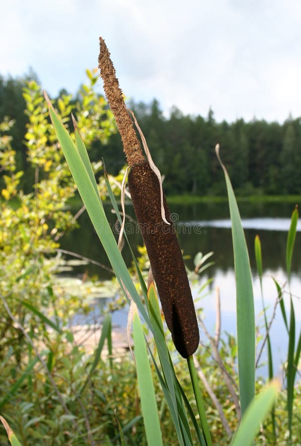 Close-up of Cattail (Typha Latifolia) Stock Photo - Image of blue, stem ...