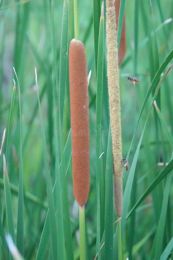 Ypha Angustifolial Stock Photos - Free & Royalty-Free Stock Photos from ...