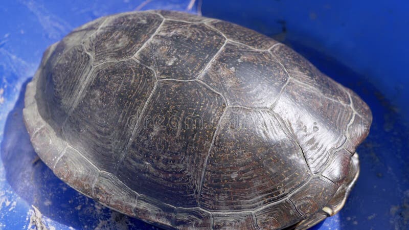 Close-up, Caught River Turtle Hiding in Its Shell in a Blue Bowl in the ...