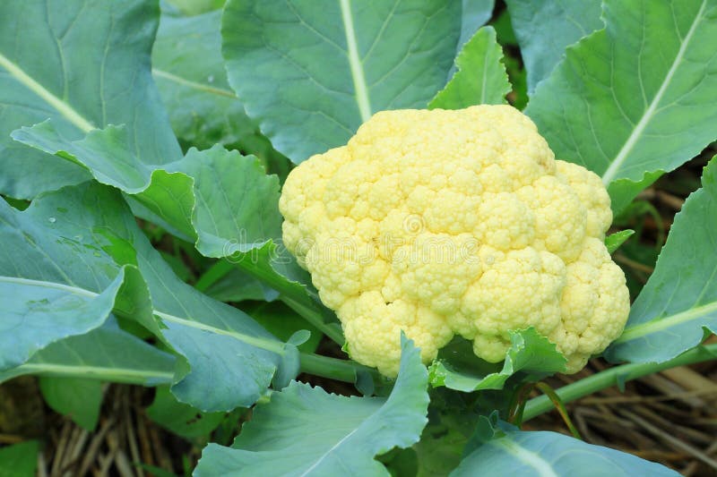 Cauliflower in the Cultivation Farm Stock Image - Image of blooming ...