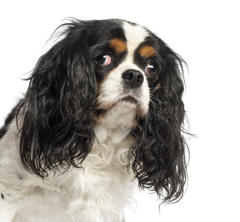 Close-up of a Cavalier King Charles Spaniel, 5 Years Old Stock Image ...