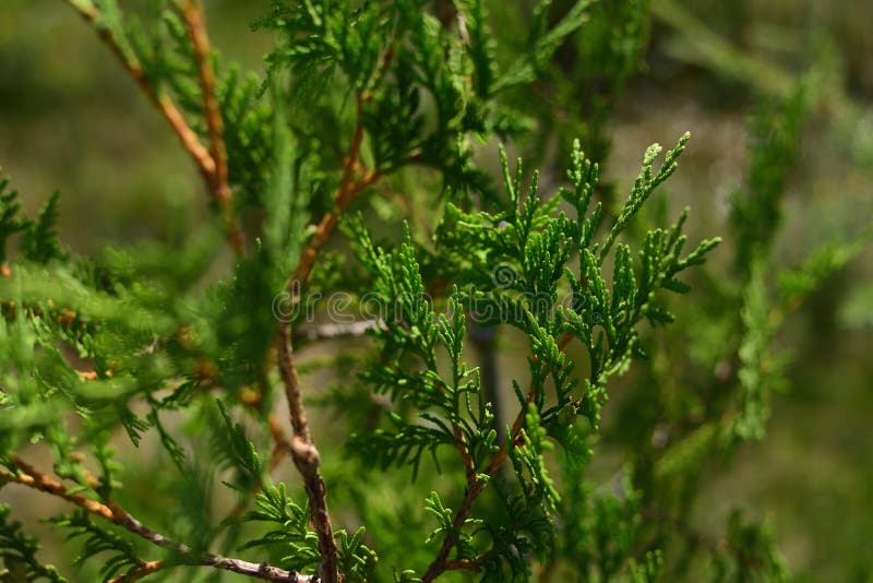 Close up of cedar leaf stock image. Image of green, nature - 217009093