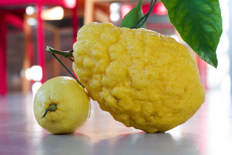 Close-up of Cedar and Lemon from Amalfi Coast Stock Image - Image of ...