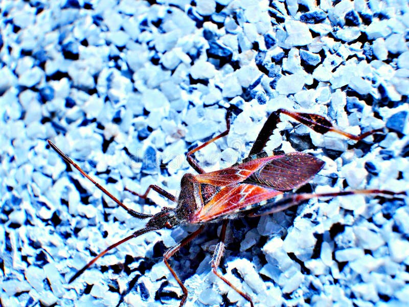 Close Up on a Cedar Seed Bug Stock Image - Image of predator, wild ...