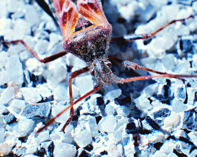 Cedar Seed Bug Stock Photos - Free & Royalty-Free Stock Photos from ...