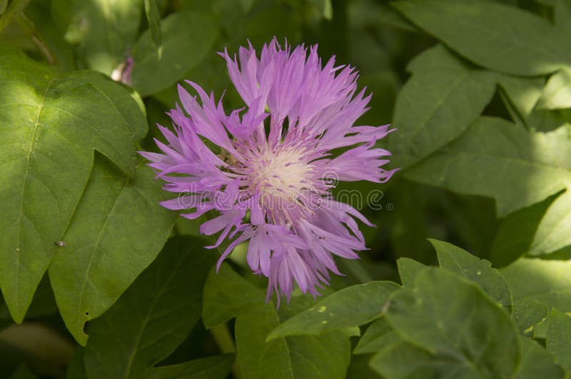 Close-up: Centaurea Flower in the Lane Stock Photo - Image of spring ...