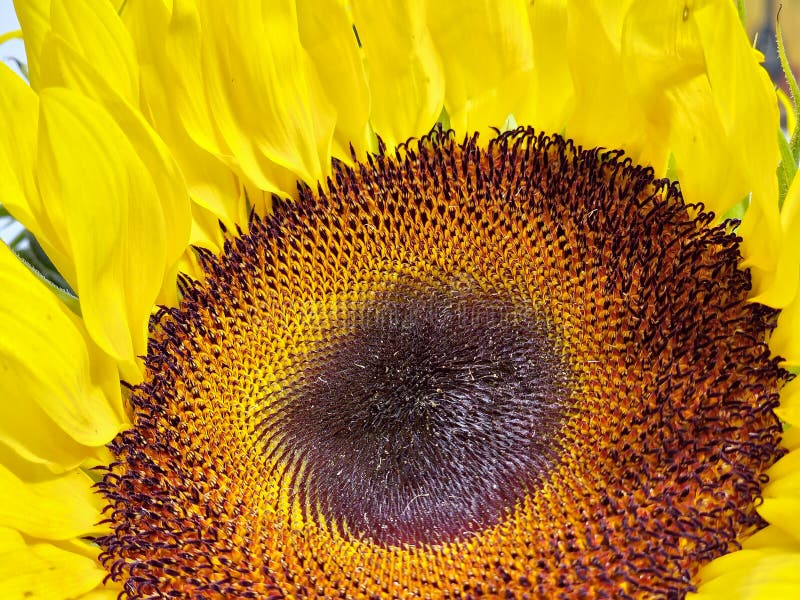 Close Up of the Center of a Common Sunflower Stock Photo - Image of ...
