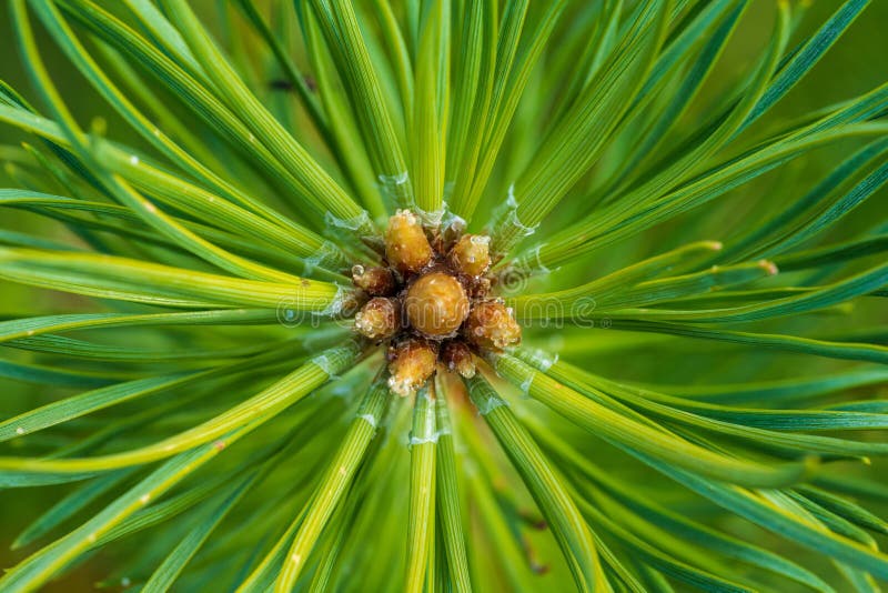 Close Up of the Center of a Fresh Pine Tree Sprig Stock Image - Image ...
