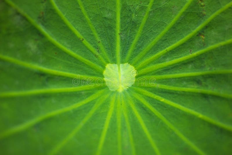 Close Up Fresh Circinate Venation of Young Green Stem Fern Leaves with ...