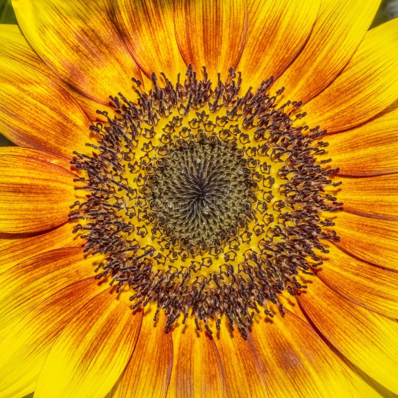 Heliotropism Stock Illustrations – 7 Heliotropism Stock Illustrations ...