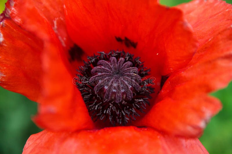 Center of poppy stock image. Image of orange, flower - 277830285