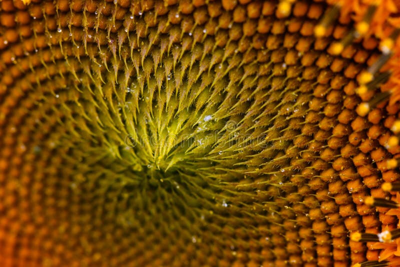 Fresh sunflower center stock photo. Image of closed - 105505414