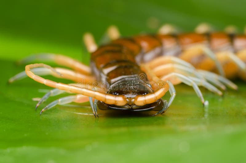 Close Up of Centipede on Green Leaf Stock Image - Image of giant, house ...