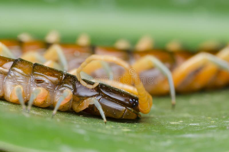 Close Up of Centipede on Green Leaf Stock Image - Image of legs ...