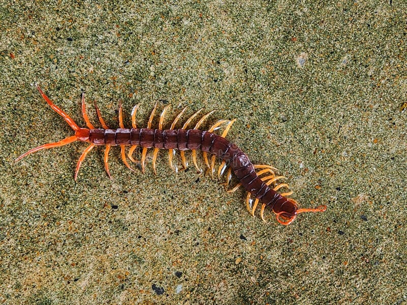Close up Centipedes. stock image. Image of arizona, dangerous - 283429889
