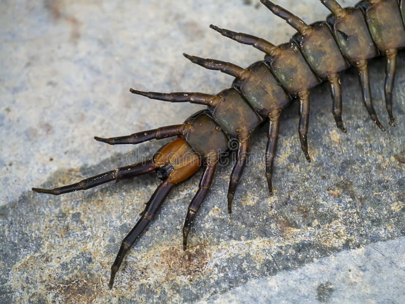 Close Up of Centipedes on the Ground Stock Image - Image of millipede ...