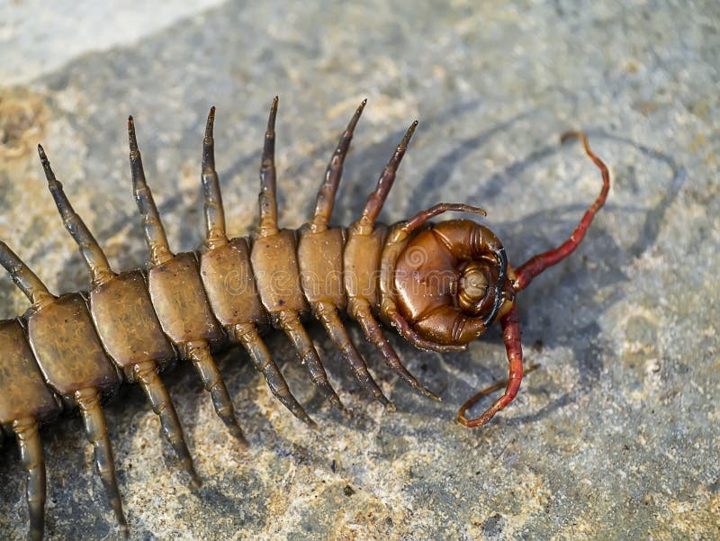Close Up of Centipedes on the Ground Stock Image - Image of legs ...