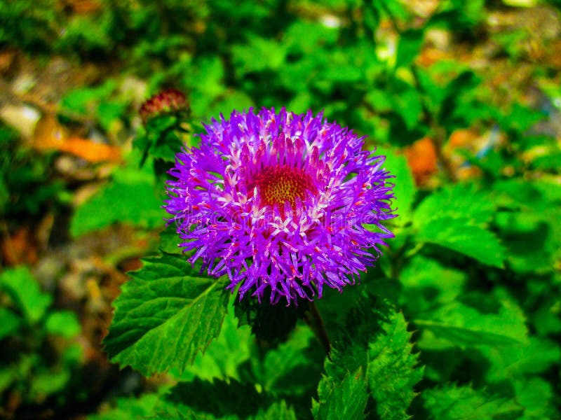 Close-up of Centratherum Flower Stock Photo - Image of yellow, autumn ...