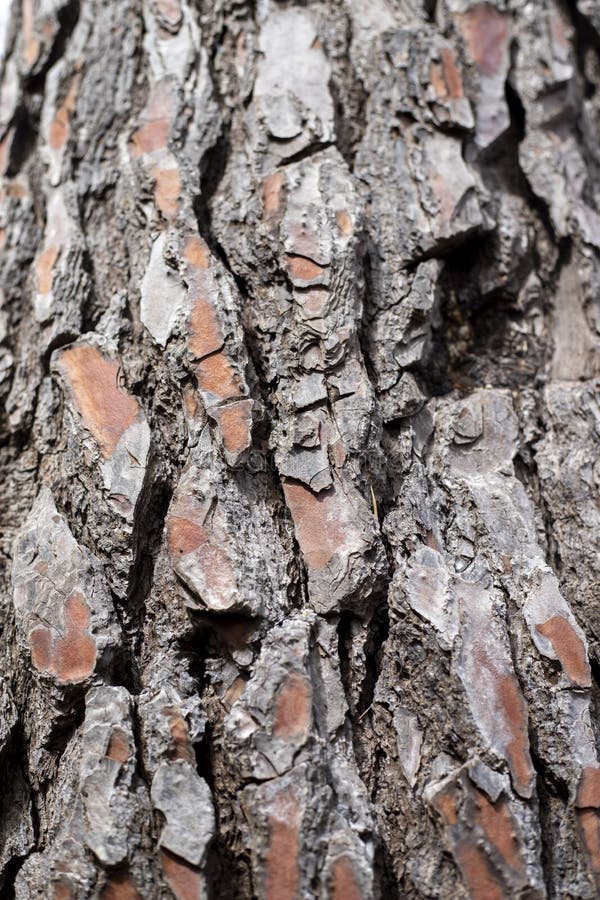 583 Pattern Colors Pine Tree Trunk Bark Stock Photos - Free & Royalty ...