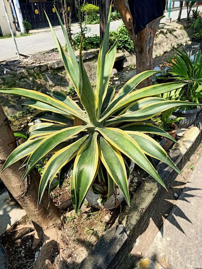 Close up of century plant stock photo. Image of century - 279649806