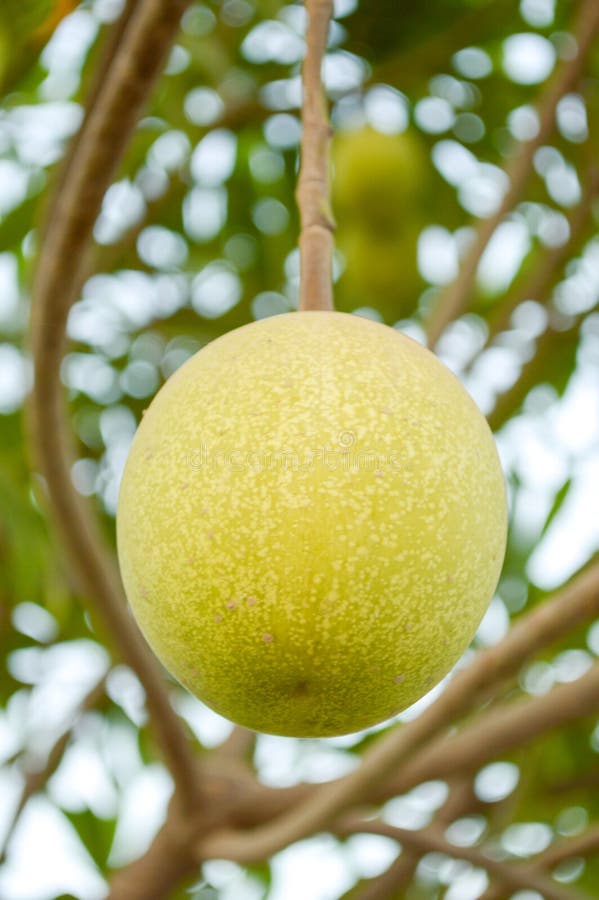 Cerbera Odollam Tree in Garden Stock Photo - Image of plants, pong ...