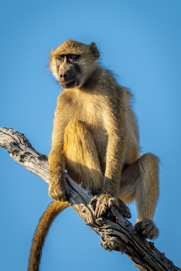 Close-up of Chacma Baboon Sitting on Branch Stock Photo - Image of twig ...