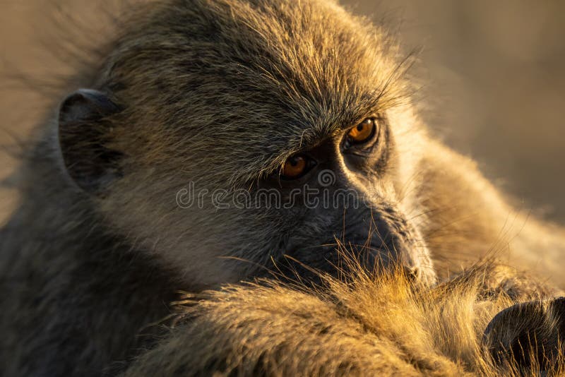 Close-up of Chacma Baboon Sitting Grooming Another Stock Photo - Image ...