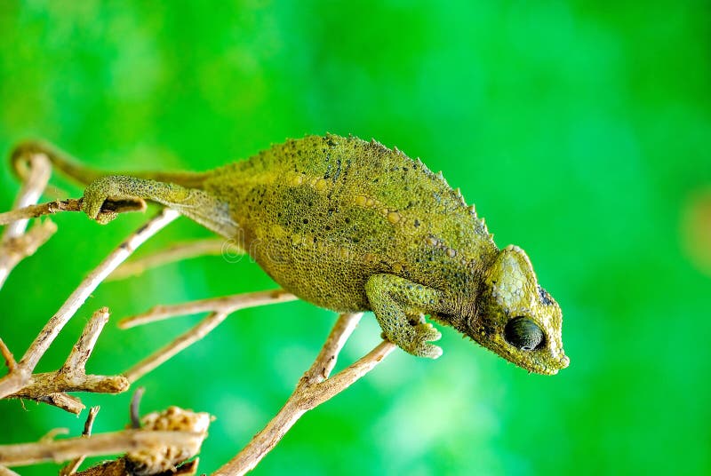 Chameleon stock image. Image of female, funny, chameleon - 29821503