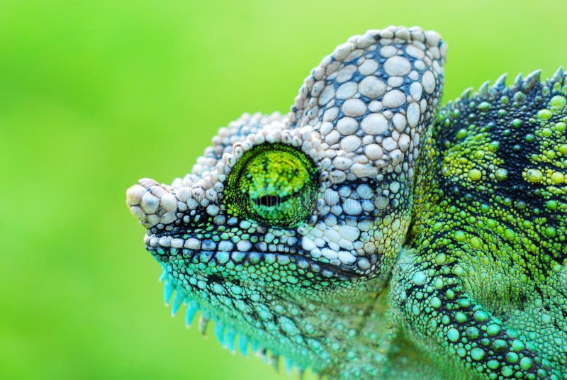 Chameleon stock photo. Image of branch, outdoor, cute - 29821648