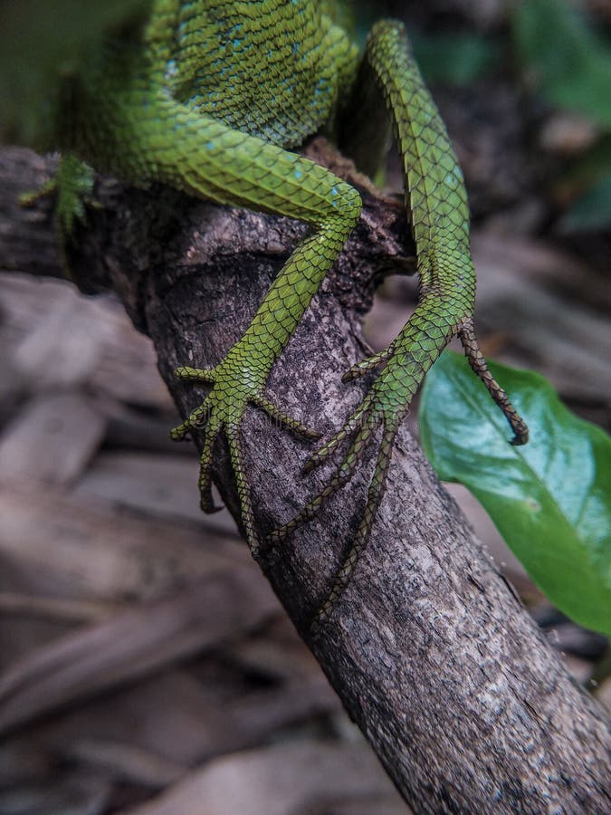 Close Up of the Chameleons Leg Stock Photo - Image of nature, animal ...