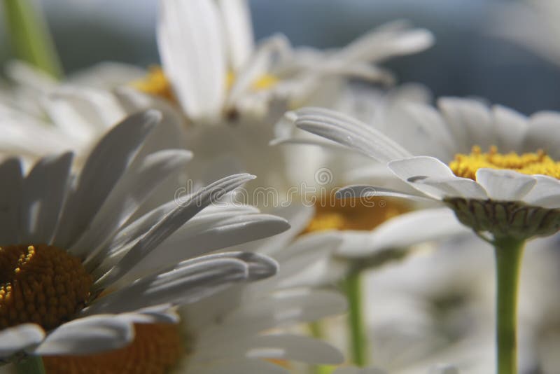 Close-up of Chamomile Daisy in Bloom Stock Photo - Image of environment ...