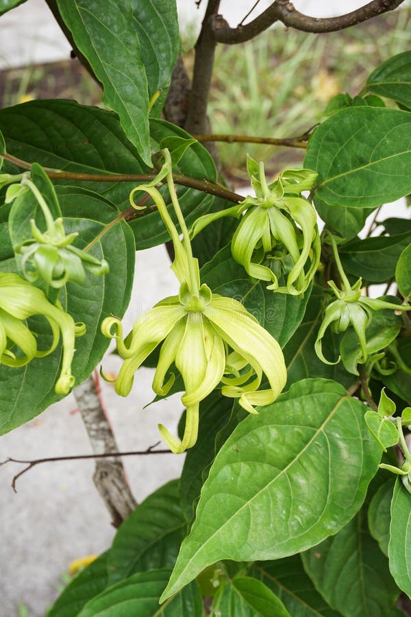 Champaka Beautiful And Aroma Flower On The Tree Stock Photo - Image of ...