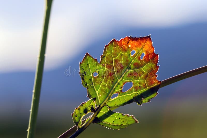 Changing leaf colour stock photo. Image of holes, colours - 148125948