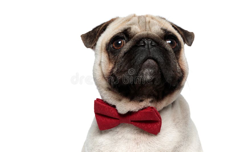 Pug Puppy Dog with Red Bowtie Stock Image - Image of mops, mammal: 26964325